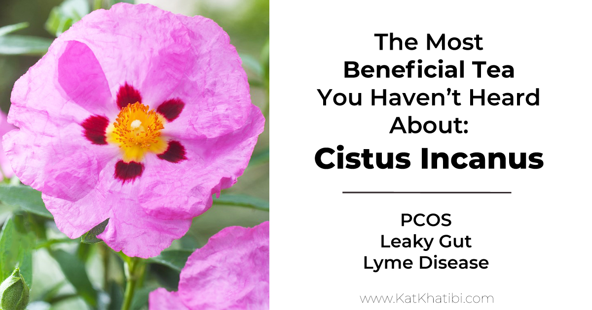Cistus Incanus for PCOS, Leaky Gut, Lyme Disease: The Most Beneficial ...